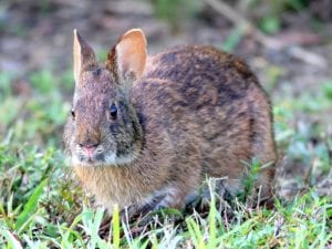Marsh Rabbit Care Sheet - Here Bunny