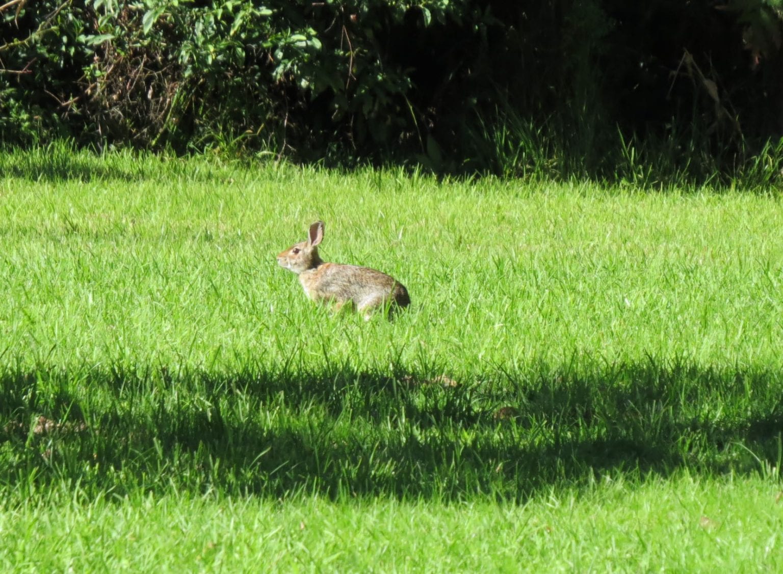 Mexican Cottontail Rabbit Care Sheet - Here Bunny