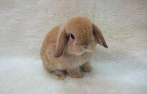 Mini Lop Rabbit Care Sheet | Here Bunny