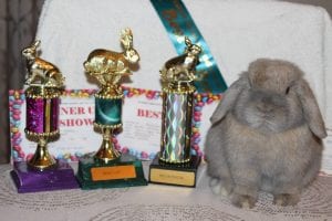 Mini Lop Rabbit Care Sheet | Here Bunny