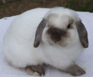 Mini Lop Rabbit Care Sheet | Here Bunny