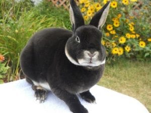 Mini Rex Rabbit Care Sheet - Here Bunny