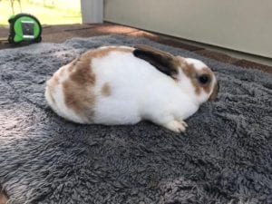 Mini Rex Rabbit Care Sheet - Here Bunny