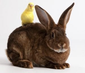 Mini Rex Rabbit Care Sheet - Here Bunny