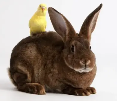 Brown Mini Rex Rabbits