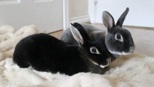 Mini Rex Rabbit Care Sheet - Here Bunny