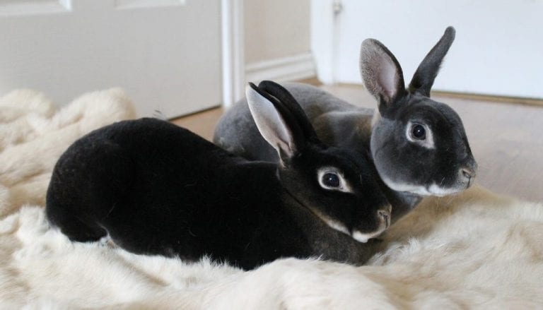 Mini Rex Rabbit Care Sheet - Here Bunny