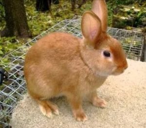 Mini Satin Rabbit Care Sheet - Here Bunny