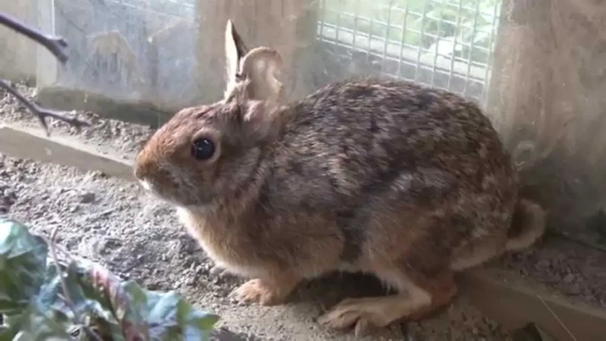 New England Cottontail Rabbit Care Sheet | Here Bunny