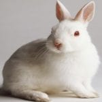 New Zealand Rabbit Care Sheet - Here Bunny