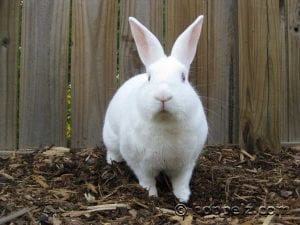 New Zealand Rabbit Care Sheet - Here Bunny