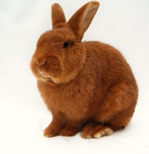 New Zealand Red Rabbit Care Sheet - Here Bunny