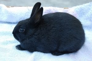 Polish Rabbit Care Sheet - Here Bunny