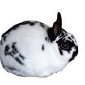 Polish Rabbit Care Sheet - Here Bunny