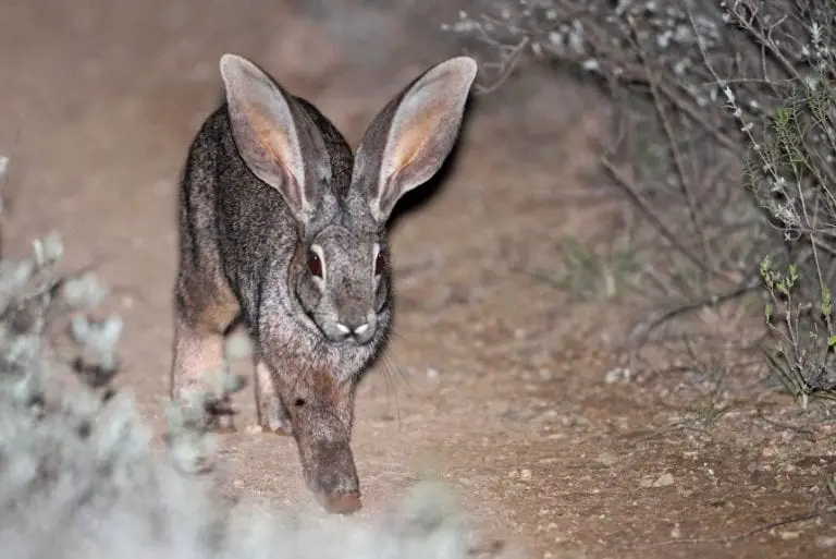Riverine Rabbit Care Sheet - Here Bunny