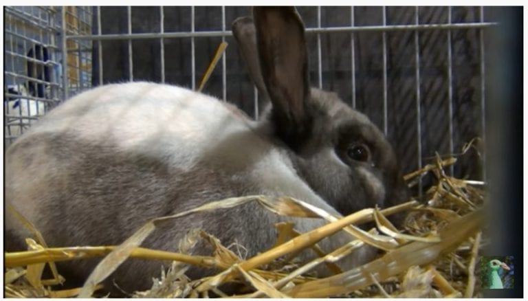 Sallander Rabbit Care Sheet - Here Bunny
