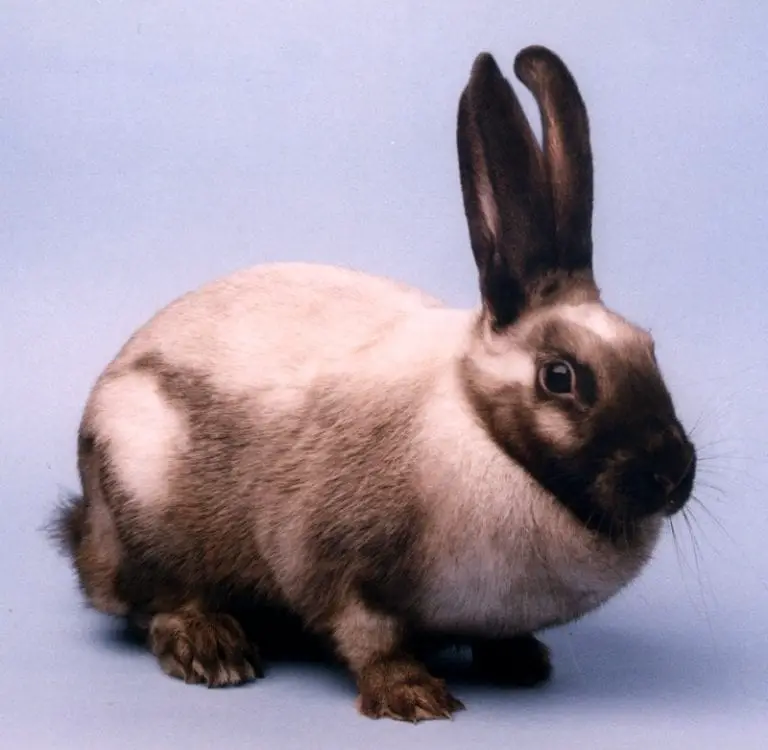 Sallander Rabbit Care Sheet - Here Bunny