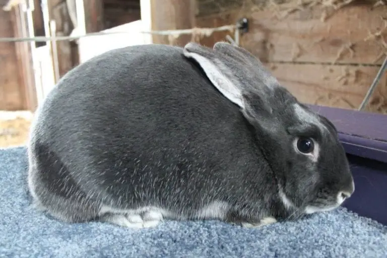 Silver Marten Rabbit Care Sheet - Here Bunny