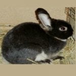 Silver Marten Rabbit Care Sheet - Here Bunny