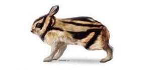 Sumatran Striped Rabbit Care Sheet | Here Bunny