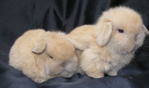 Sussex Rabbit Care Sheet | Here Bunny