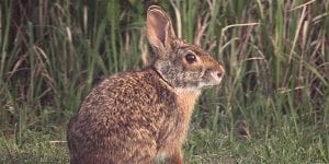 Swamp Rabbit Care Sheet - Here Bunny