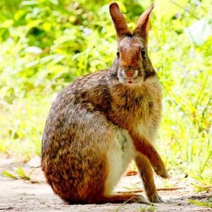 Swamp Rabbit Care Sheet - Here Bunny