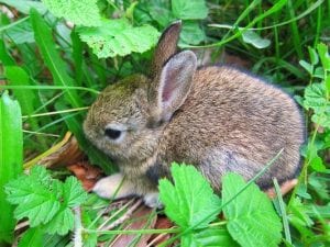 Swamp Rabbit Care Sheet - Here Bunny