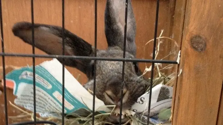 Swamp Rabbit Care Sheet - Here Bunny