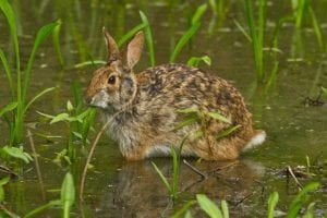 Swamp Rabbit Care Sheet | Here Bunny