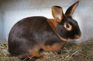 Tan Rabbit Care Sheet | Here Bunny