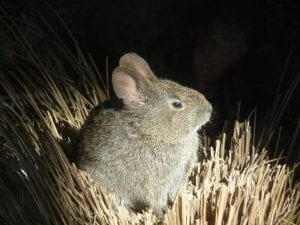 Volcano Rabbit Care Sheet | Here Bunny