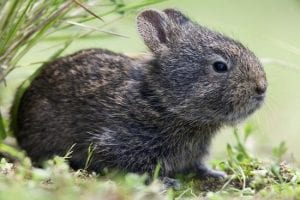 Volcano Rabbit Care Sheet | Here Bunny