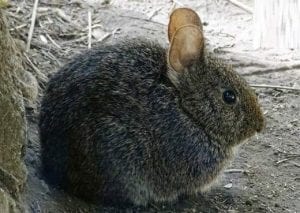 Volcano Rabbit Care Sheet | Here Bunny