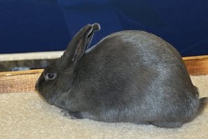 Havana Rabbit Care Sheet - Here Bunny