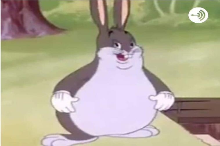 10 Bunny Memes that Will Make you Love Them | Here Bunny