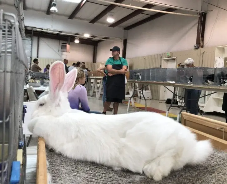 9 Rare Rabbit Breeds You Haven't Heard Of - Here Bunny