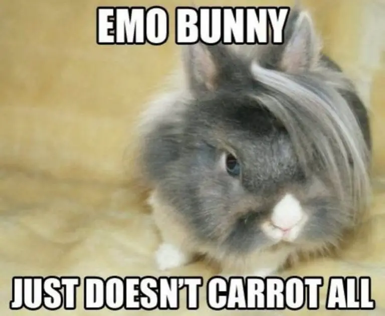 10 Bunny Memes that Will Make you Love Them | Here Bunny