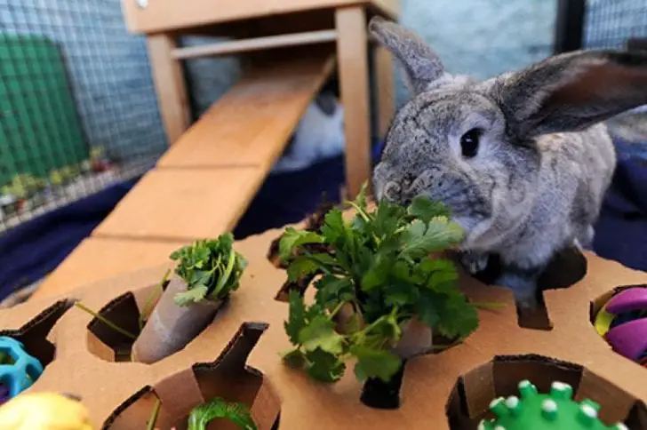 12 Safe Chew Toys For Your Rabbits - Here Bunny