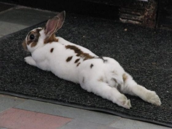 Bunny Binkies: Cutest Facts You Need to Know About Your Rabbits - Here ...