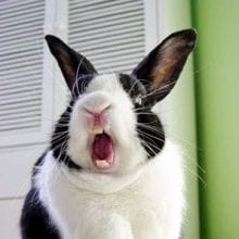 Caring for Your Rabbit's Teeth Tips | Here Bunny