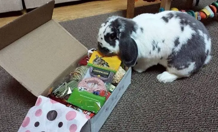 12 Safe Chew Toys For Your Rabbits - Here Bunny
