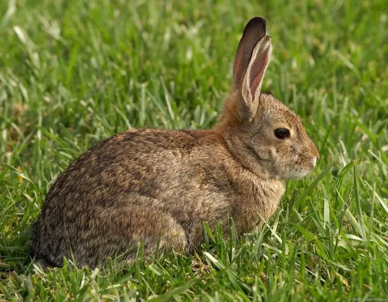 15 Rabbit Facts for Aspiring Bunny Keepers - Here Bunny
