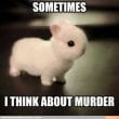 10 Bunny Memes that Will Make you Love Them - Here Bunny