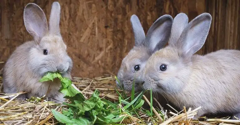 How Long Do Rabbits Breed? | Here Bunny