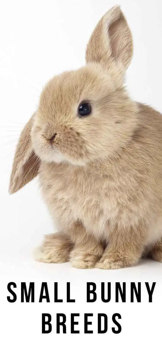 List of 10 Smallest Rabbit Breeds - Here Bunny