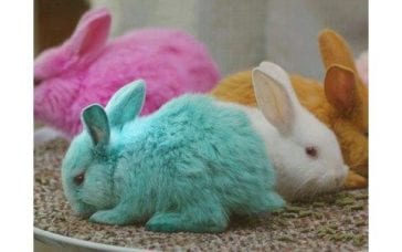 What Are The Different Colors of Rabbits? | Here Bunny