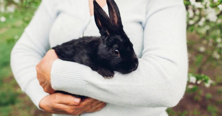 Proper Ways on How to Pick Up a Rabbit | Here Bunny