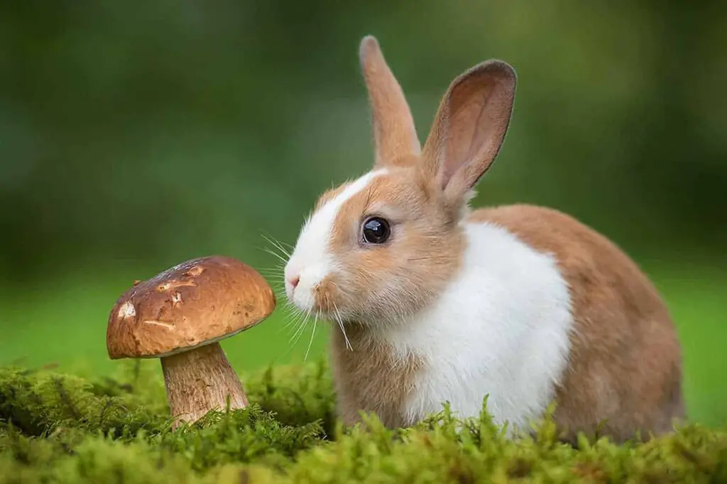 Can Your Rabbit Eat Mushrooms? (Facts & Food Alternatives) - Here Bunny