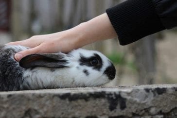 Proper Ways on How to Pick Up a Rabbit | Here Bunny